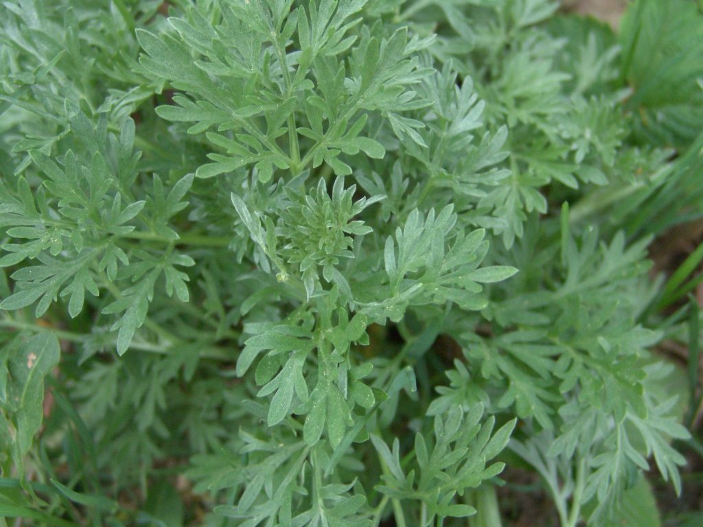 Pelynas. Pelyno nauda ir onkologija | VĖŽYS - NE SLOGA